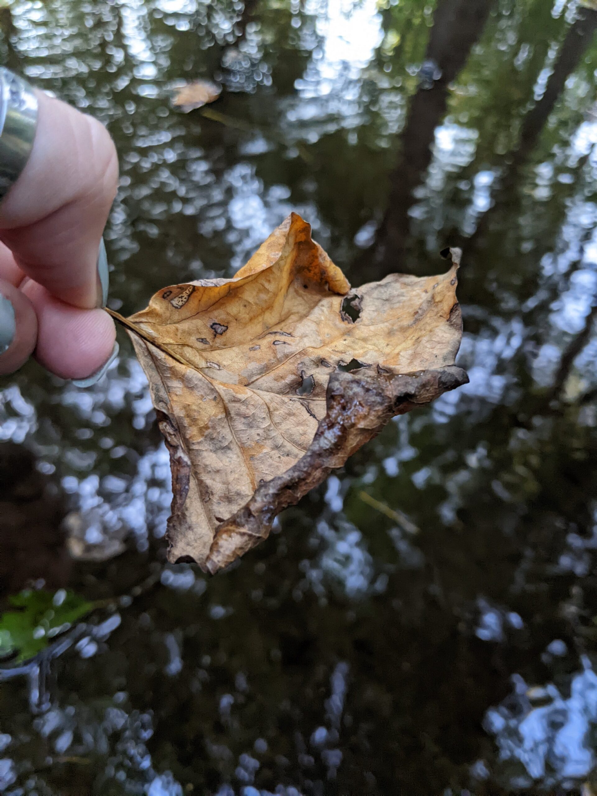 Leaf Boats - Outside The Walls Learning